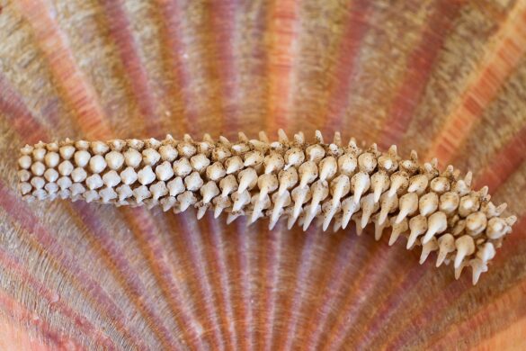 12 Interesting Facts About Stingray Teeth - Aquarium Whisperer