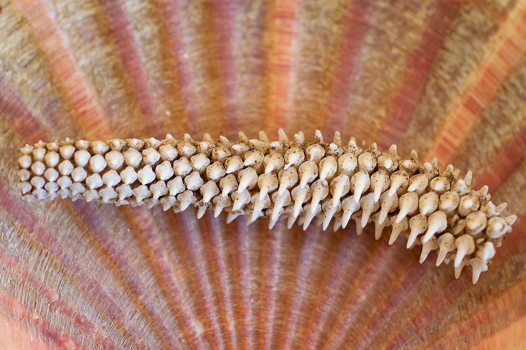 12 Interesting Facts About Stingray Teeth - Aquarium Whisperer