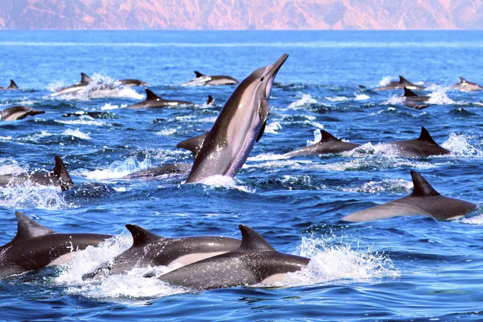 Dolphin Brain & Intelligence: Are They Smarter Than Humans?