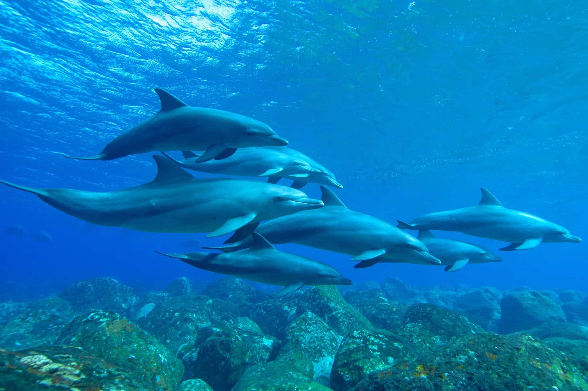 Are Dolphins Dangerous? - Do They Attack Humans?