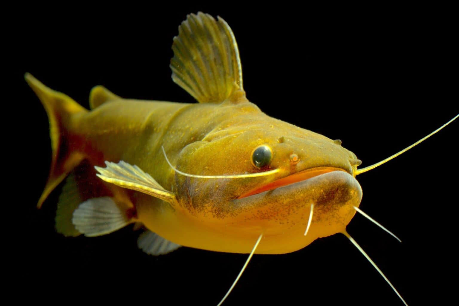 18 Popular Fish With Big Lips