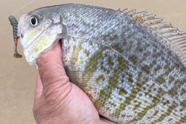 Halibut vs. Flounder: What’s the Difference?