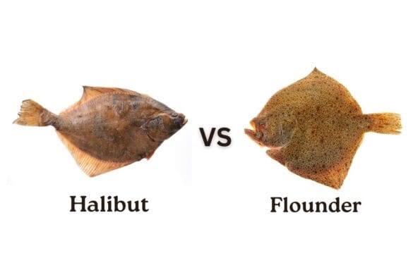 Halibut vs. Flounder: What’s the Difference?