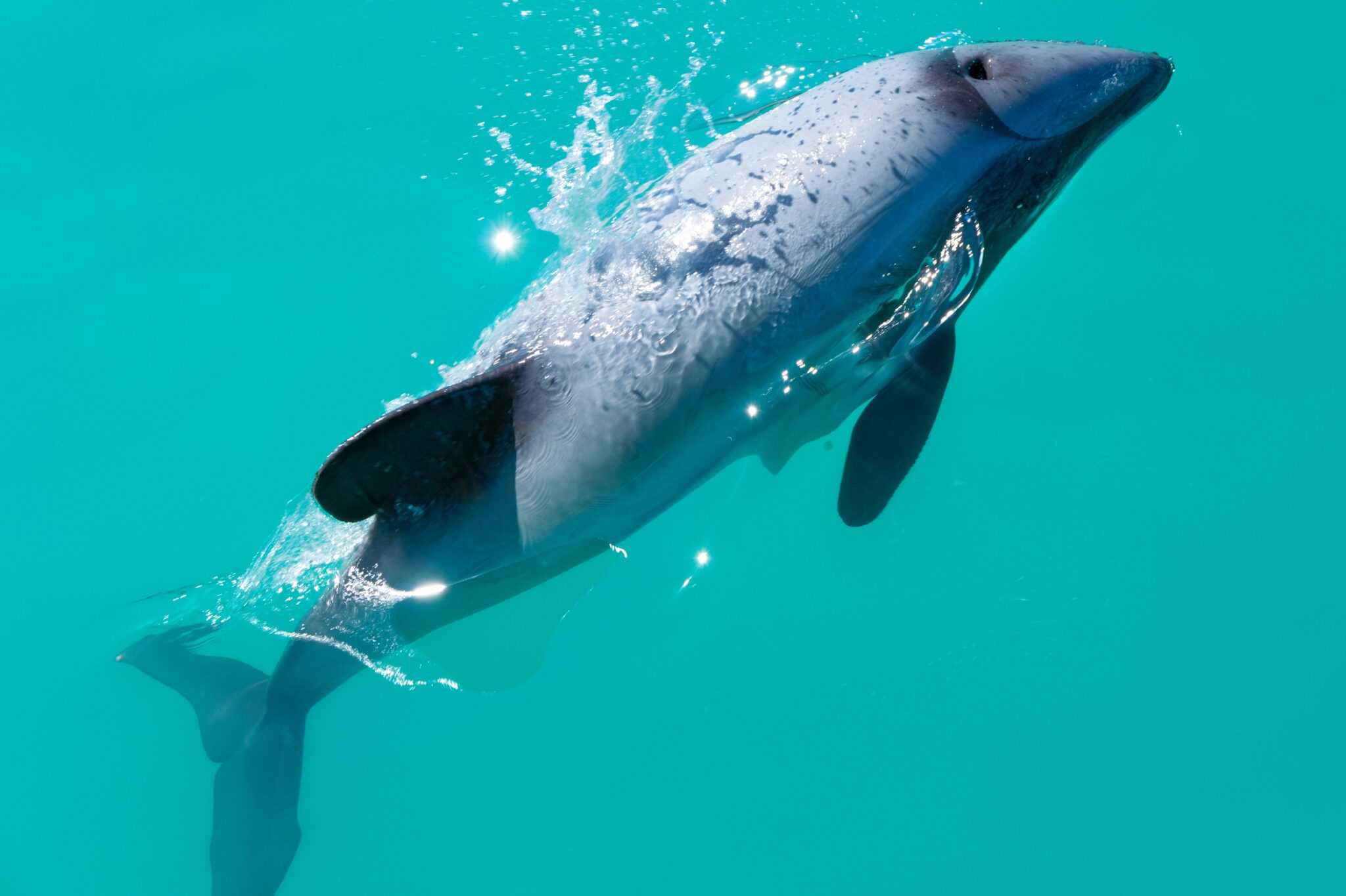 25 Different Types of Dolphins: A Definitive Guide