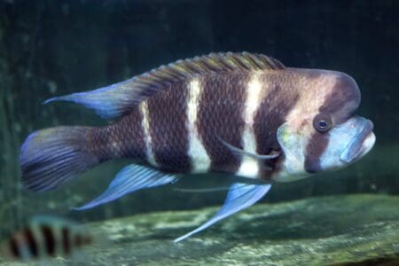 18 Popular Fish With Big Lips
