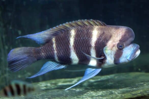 18 Popular Fish With Big Lips