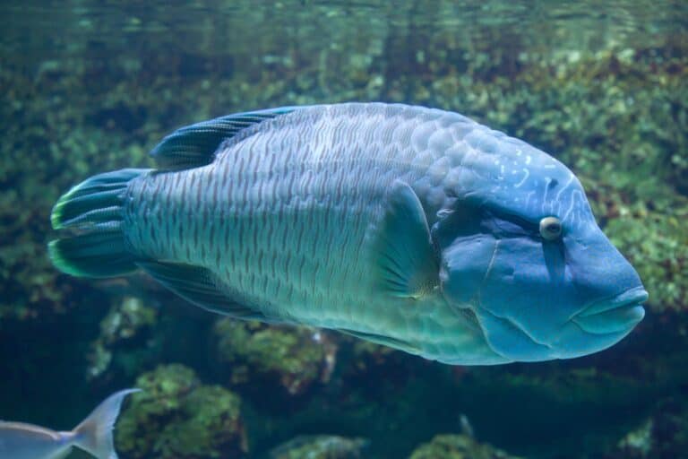 18 Popular Fish With Big Lips