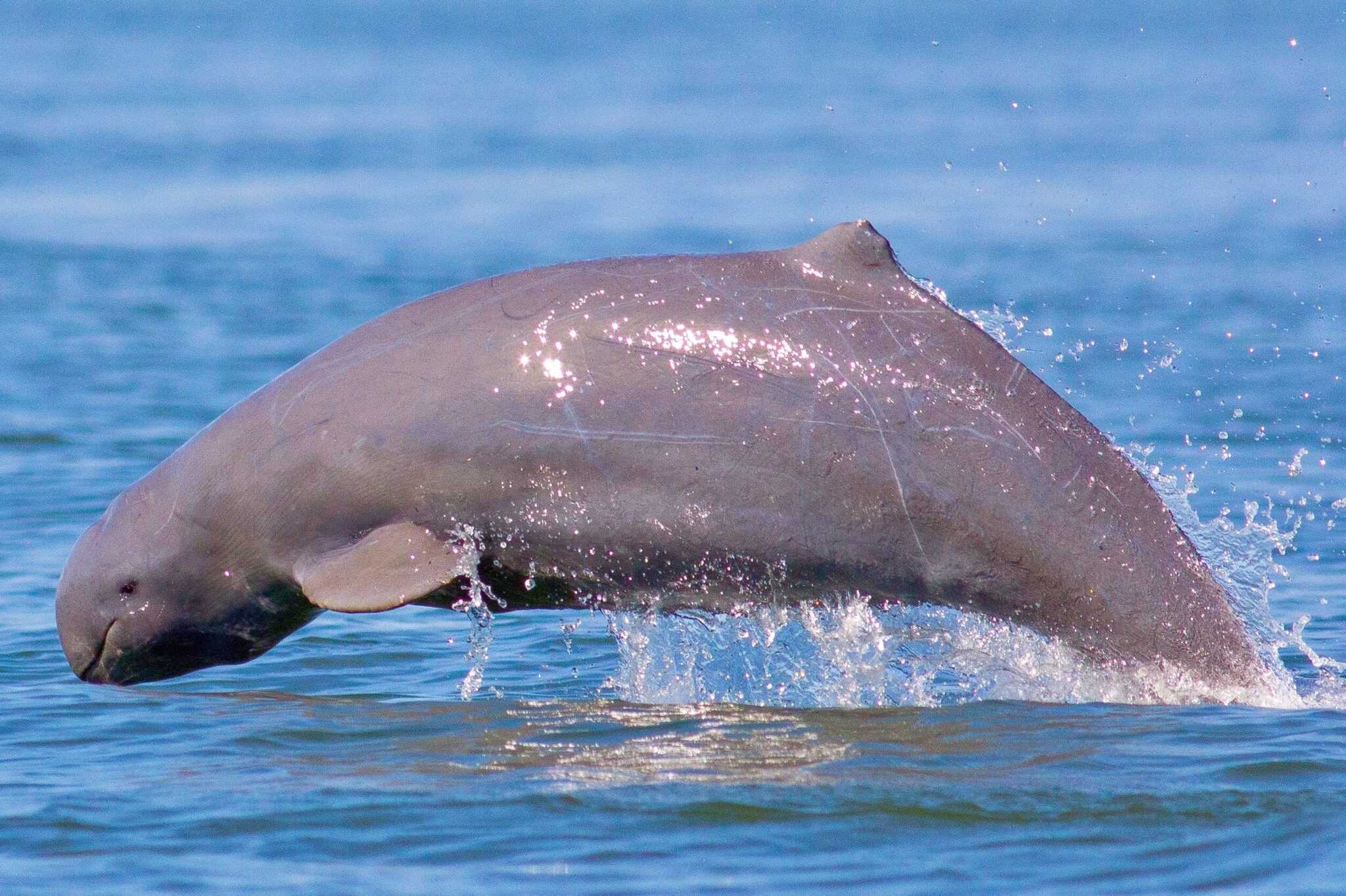 25 Different Types of Dolphins: A Definitive Guide
