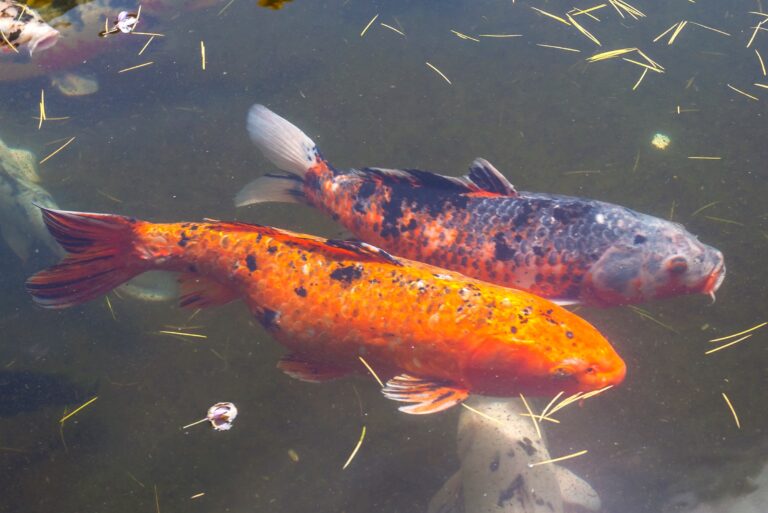 18 Popular Fish With Big Lips