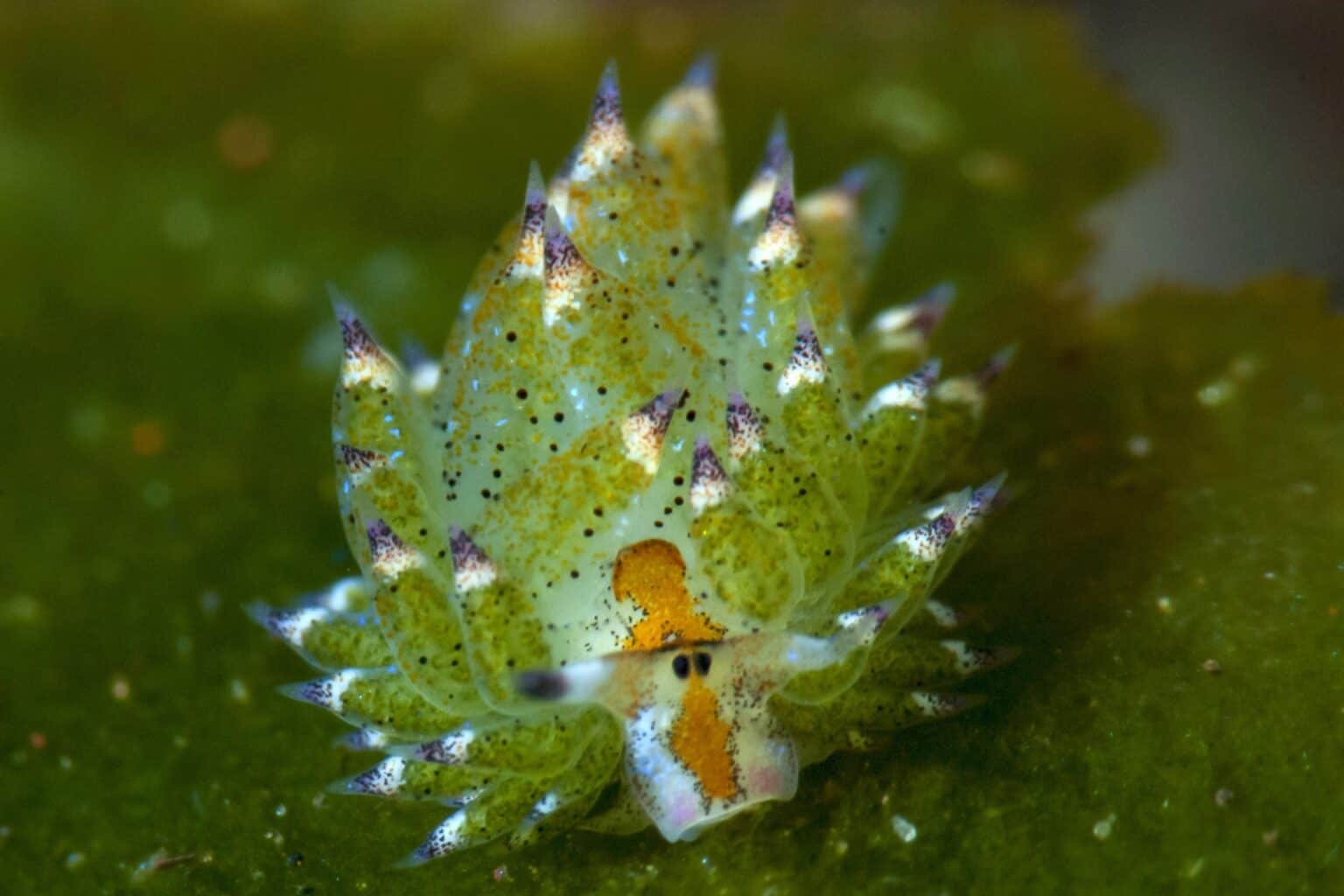 Leaf Sheep (Costasiella kuroshimae): A Complete Overview