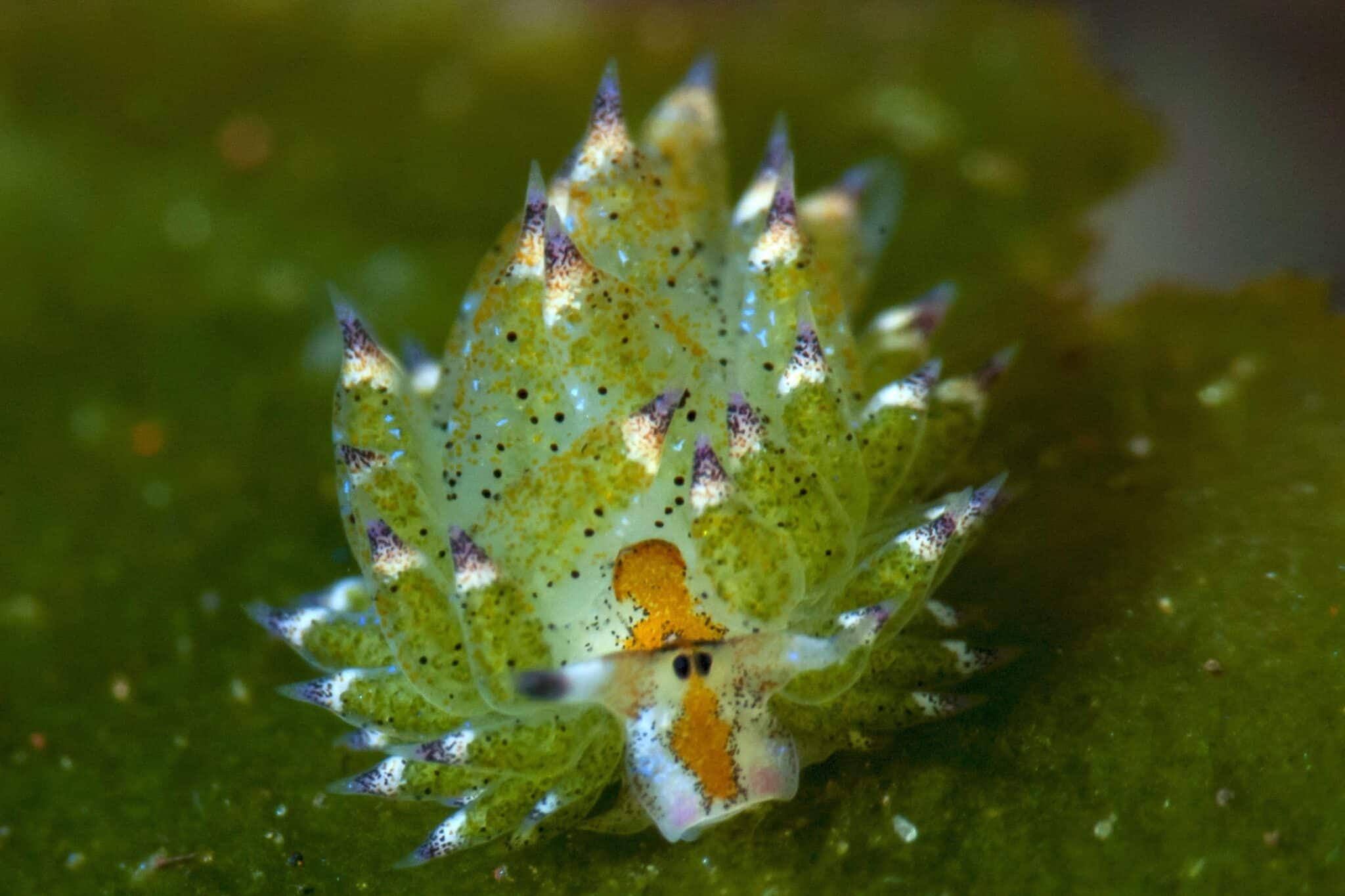 Leaf Sheep (Costasiella kuroshimae): A Complete Overview