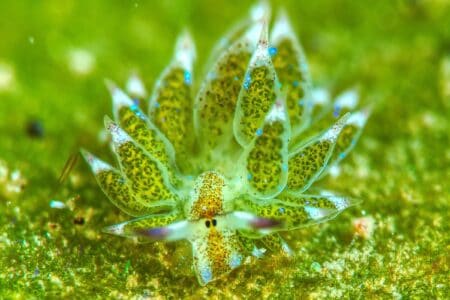 Leaf Sheep (Costasiella kuroshimae): A Complete Overview