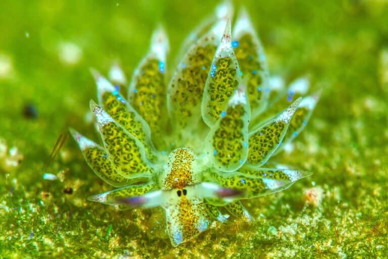 Leaf Sheep (Costasiella kuroshimae): A Complete Overview