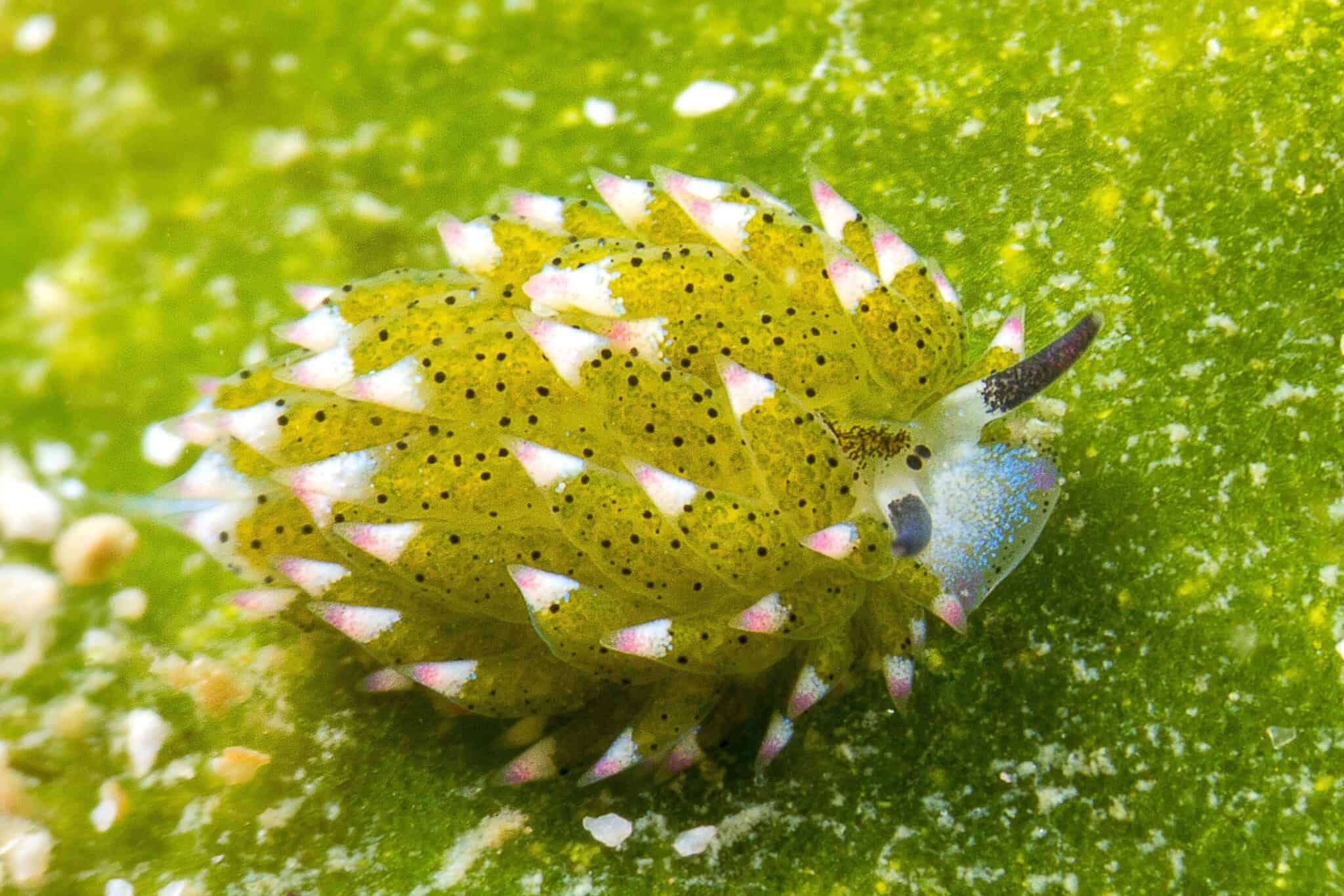 Leaf Sheep (Costasiella kuroshimae): A Complete Overview