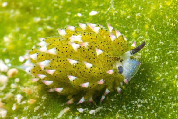 Leaf Sheep (Costasiella kuroshimae): A Complete Overview