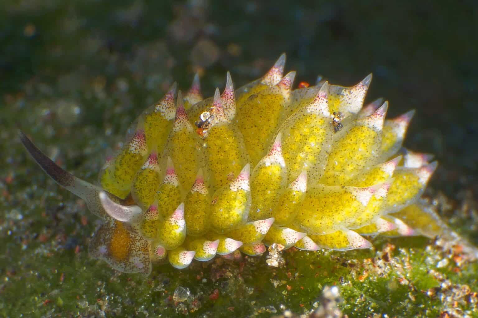 Leaf Sheep (Costasiella kuroshimae): A Complete Overview