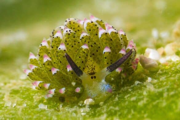 Leaf Sheep (Costasiella kuroshimae): A Complete Overview