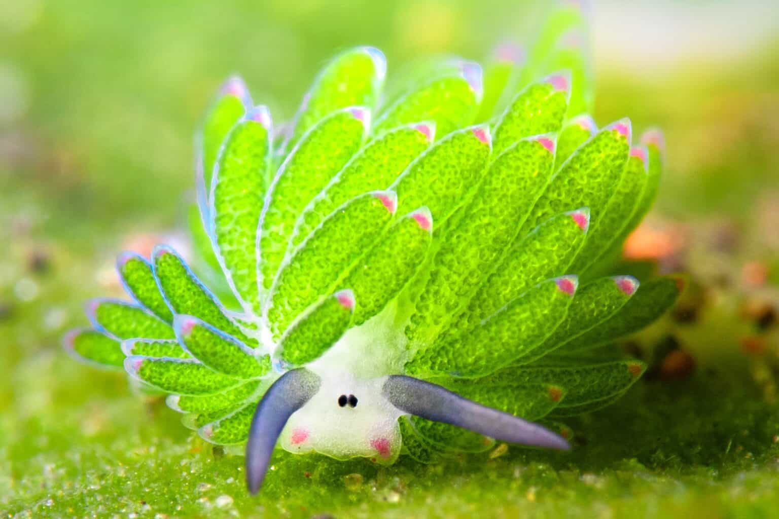 Leaf Sheep (Costasiella kuroshimae): A Complete Overview