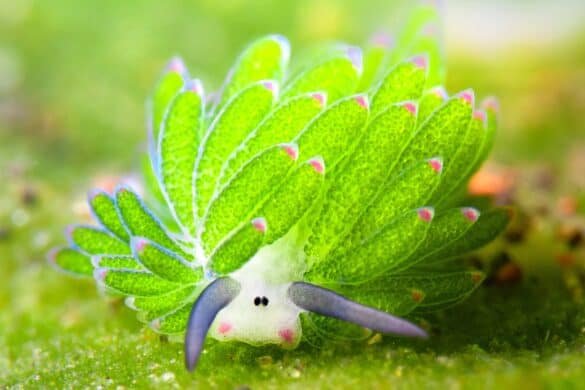 Leaf Sheep (Costasiella kuroshimae): A Complete Overview