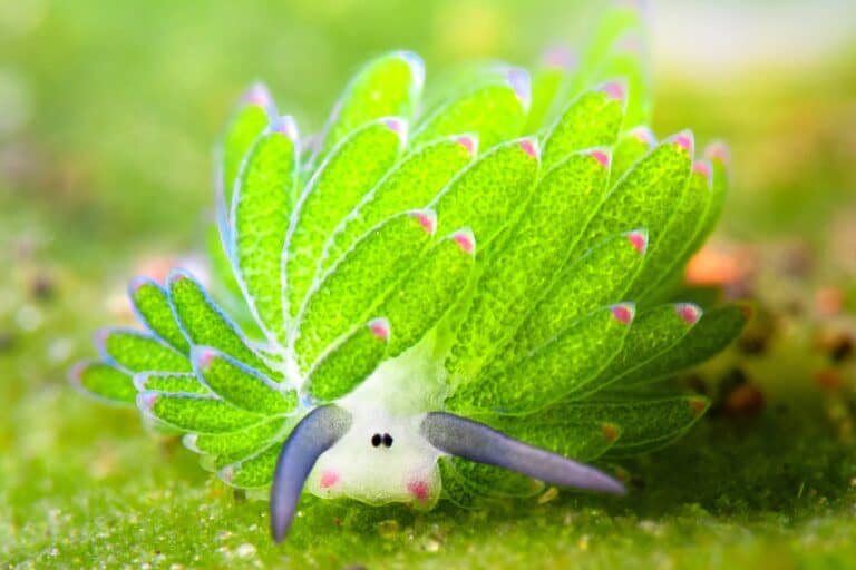 Leaf Sheep (Costasiella kuroshimae): A Complete Overview