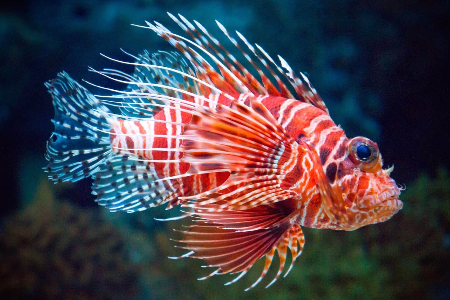 18 Popular Fish With Big Lips