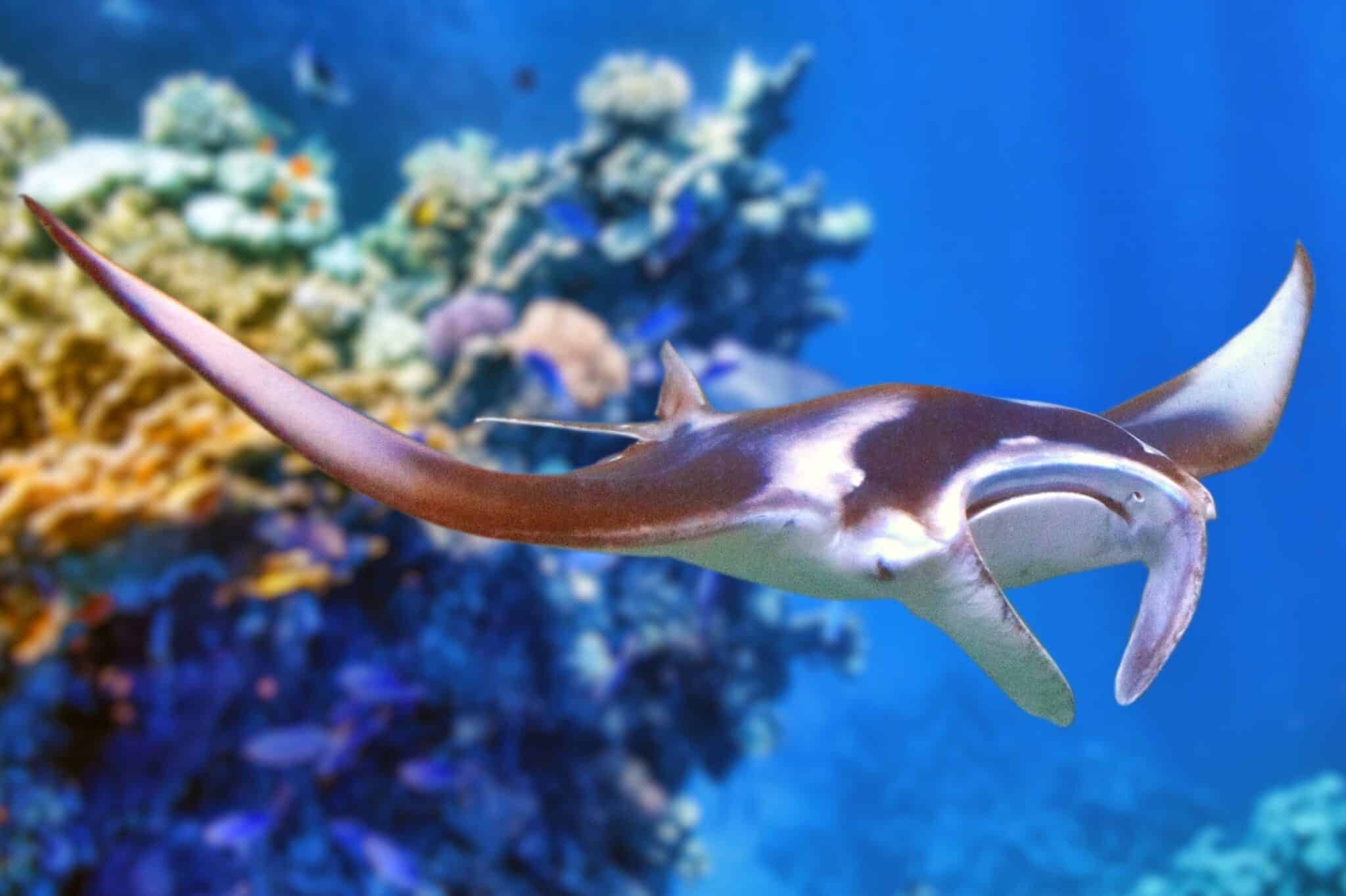 Manta Ray vs. Stingray: What’s the Difference?