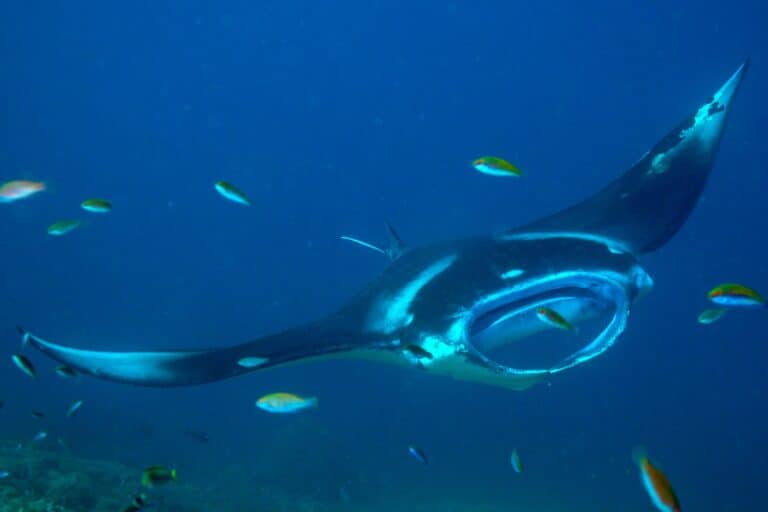 Manta Ray vs. Stingray: What’s the Difference?