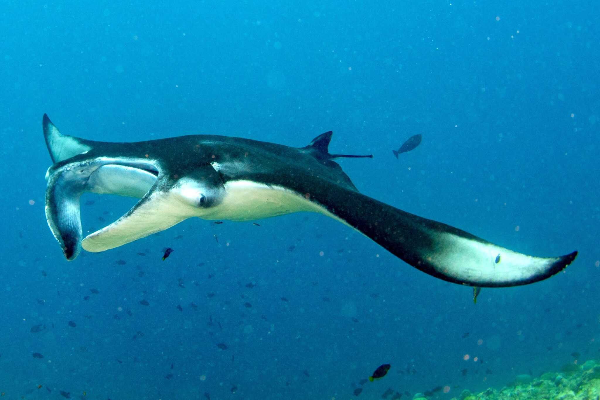 Manta Ray vs. Stingray: What’s the Difference?