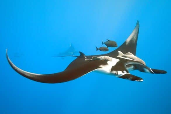 Manta Ray vs. Stingray: What’s the Difference?