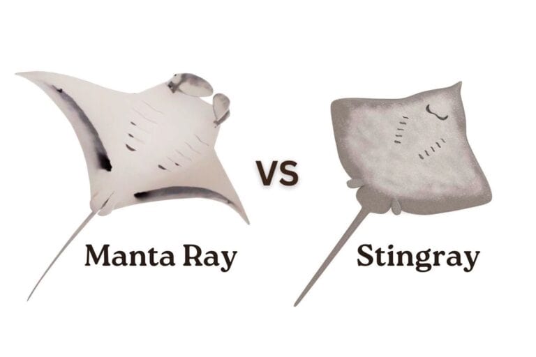 Manta Ray vs. Stingray: What’s the Difference?