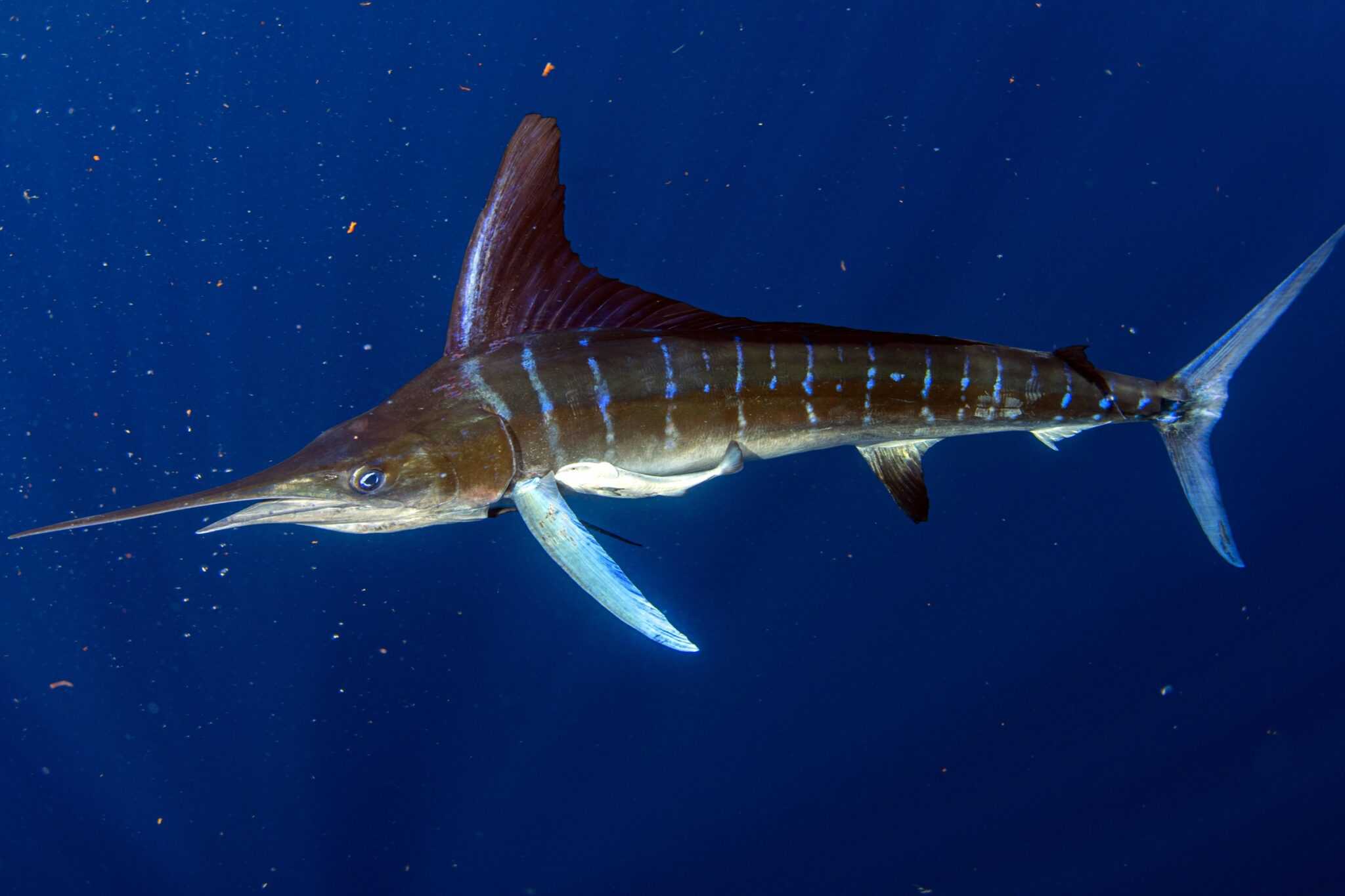 Marlin vs. Swordfish: What’s the Difference?