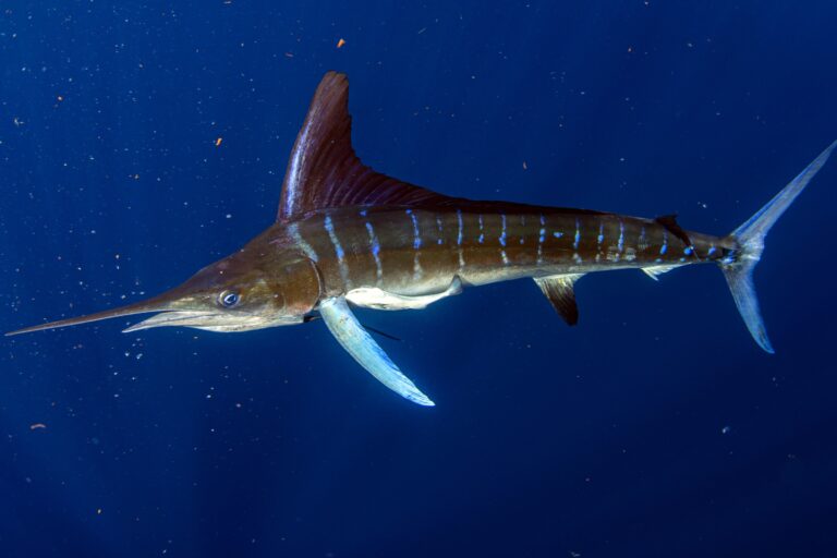 Marlin vs. Swordfish: What’s the Difference?