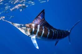 Marlin vs. Swordfish: What’s the Difference?
