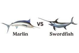 Marlin vs. Swordfish: What’s the Difference?