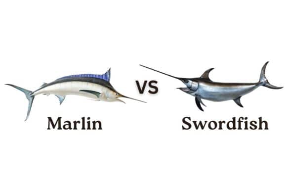 Marlin vs. Swordfish: What’s the Difference?