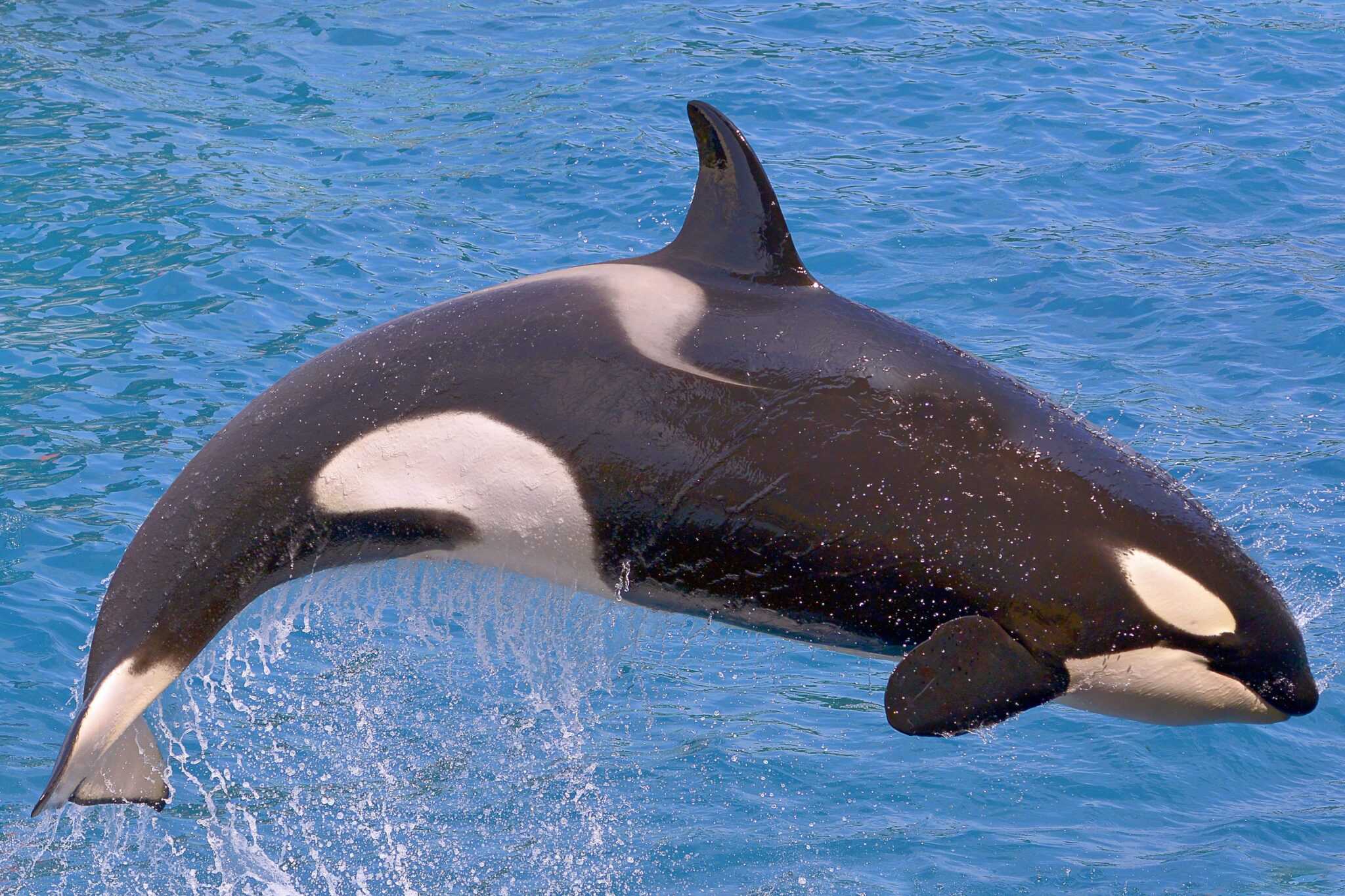 25 Different Types of Dolphins: A Definitive Guide