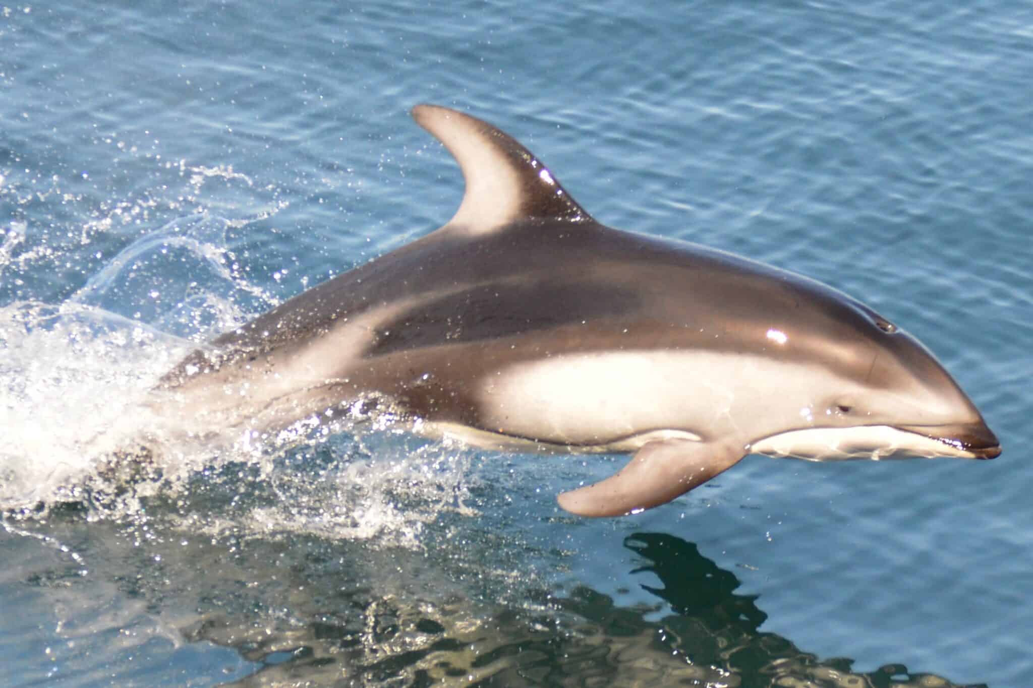 25 Different Types of Dolphins: A Definitive Guide