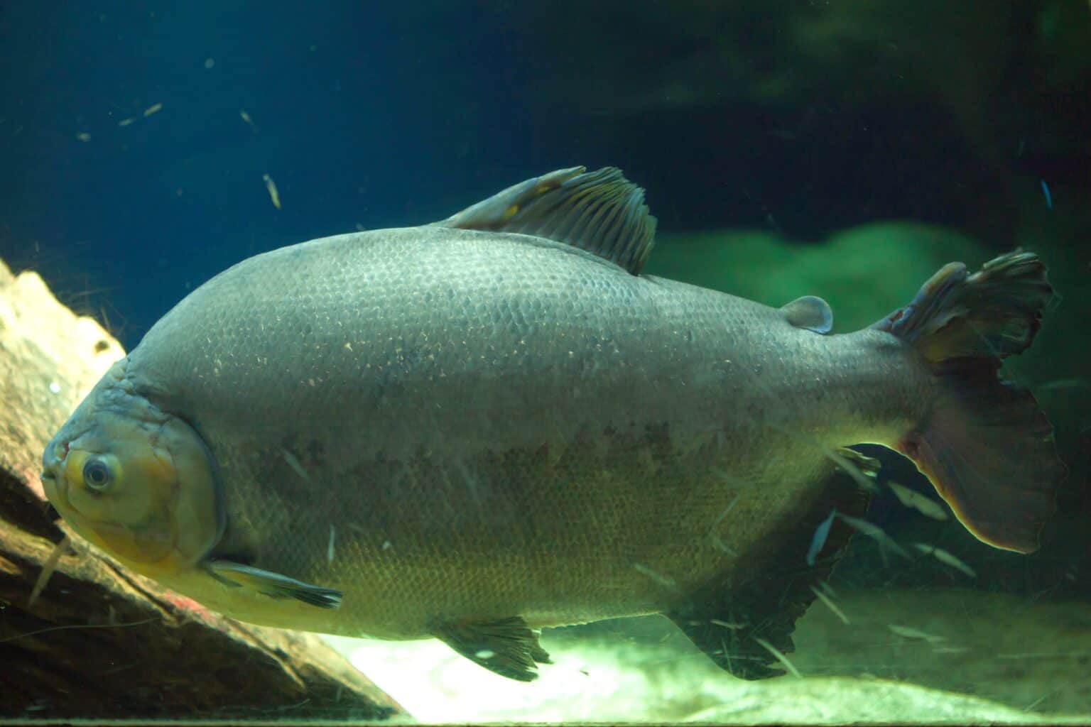 18 Popular Fish With Big Lips