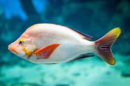 18 Popular Fish With Big Lips