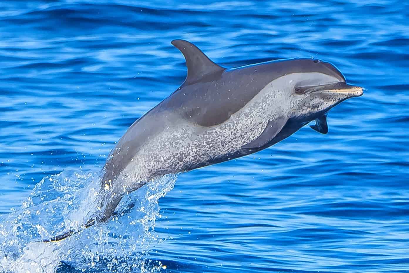 25 Different Types of Dolphins: A Definitive Guide