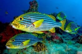 18 Popular Fish With Big Lips