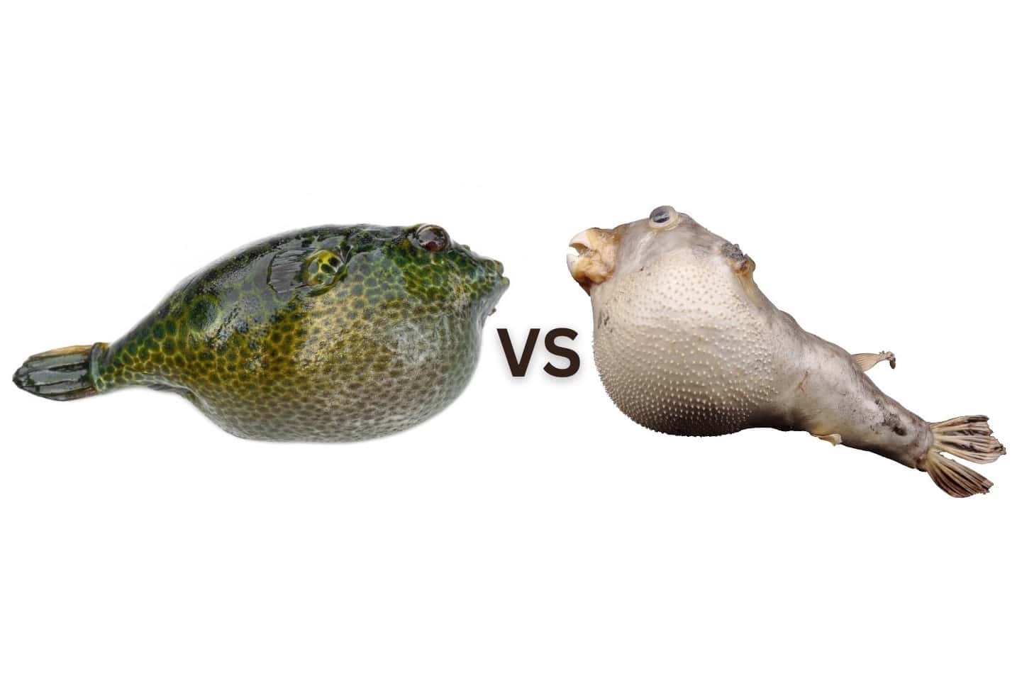 Pufferfish vs. Blowfish: What's the Difference?