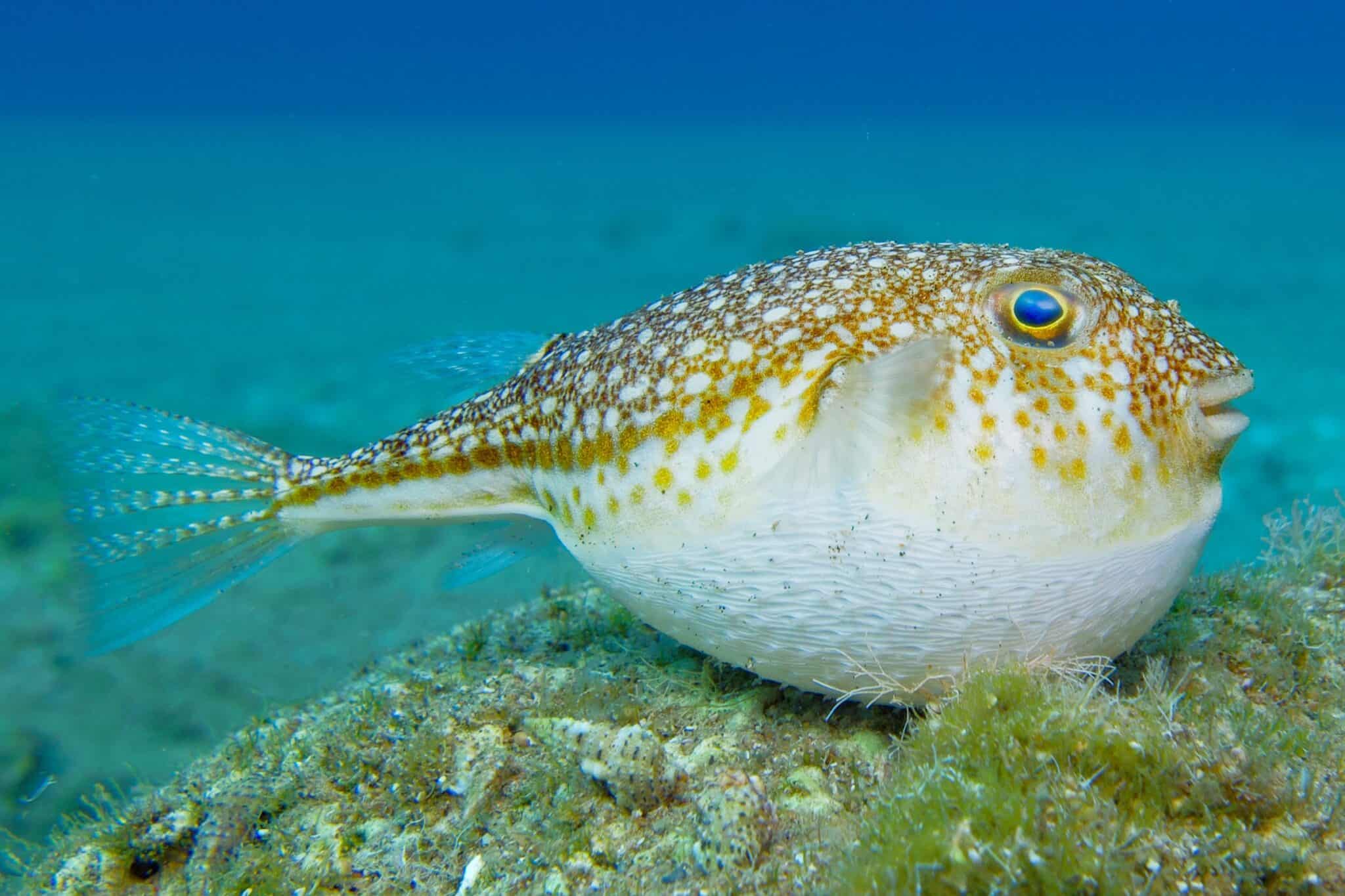 Pufferfish vs. Blowfish: What's the Difference?