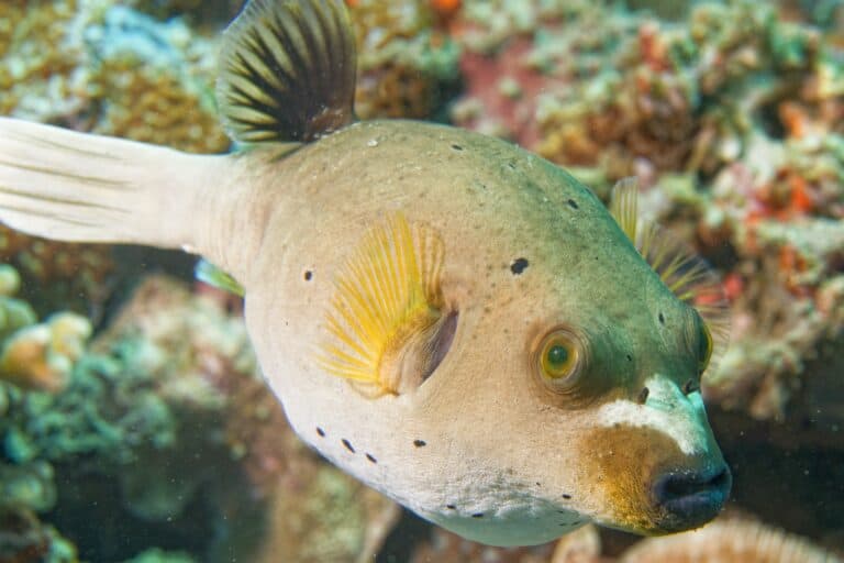 Pufferfish vs. Blowfish: What's the Difference?