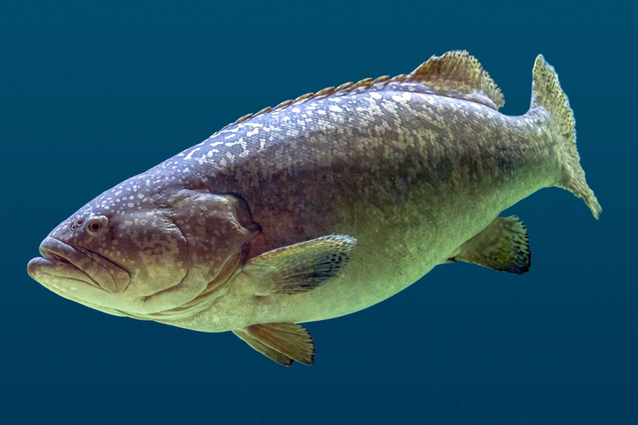 18 Popular Fish With Big Lips