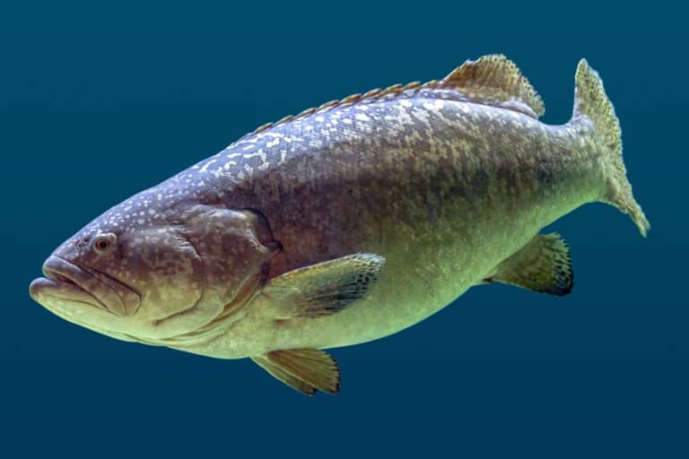 18 Popular Fish With Big Lips