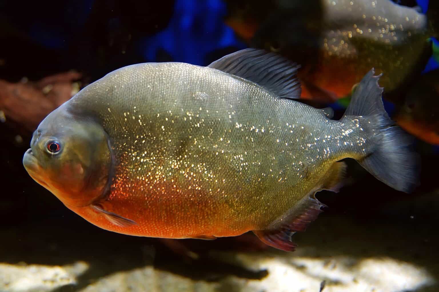 18 Popular Fish With Big Lips