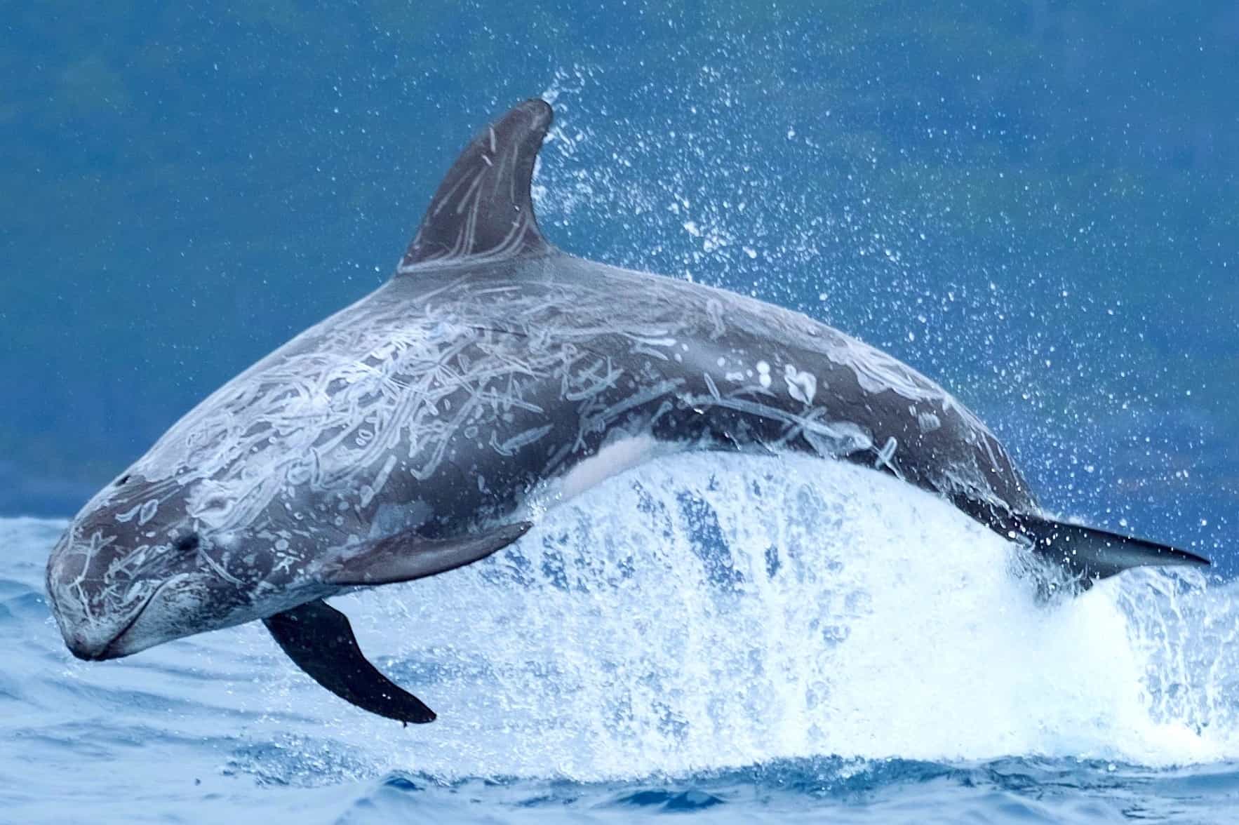 25 Different Types of Dolphins: A Definitive Guide