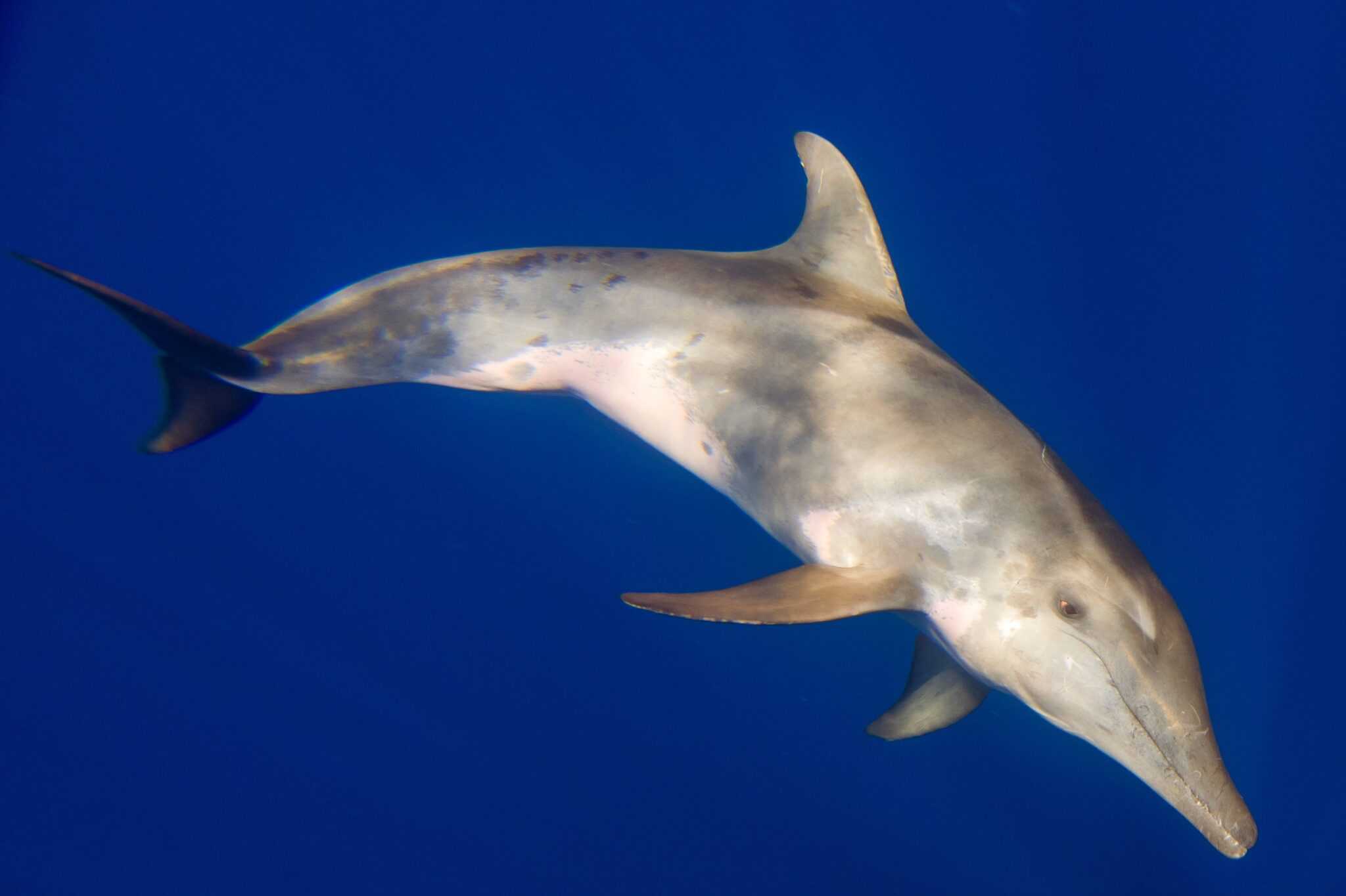 25 Different Types of Dolphins: A Definitive Guide
