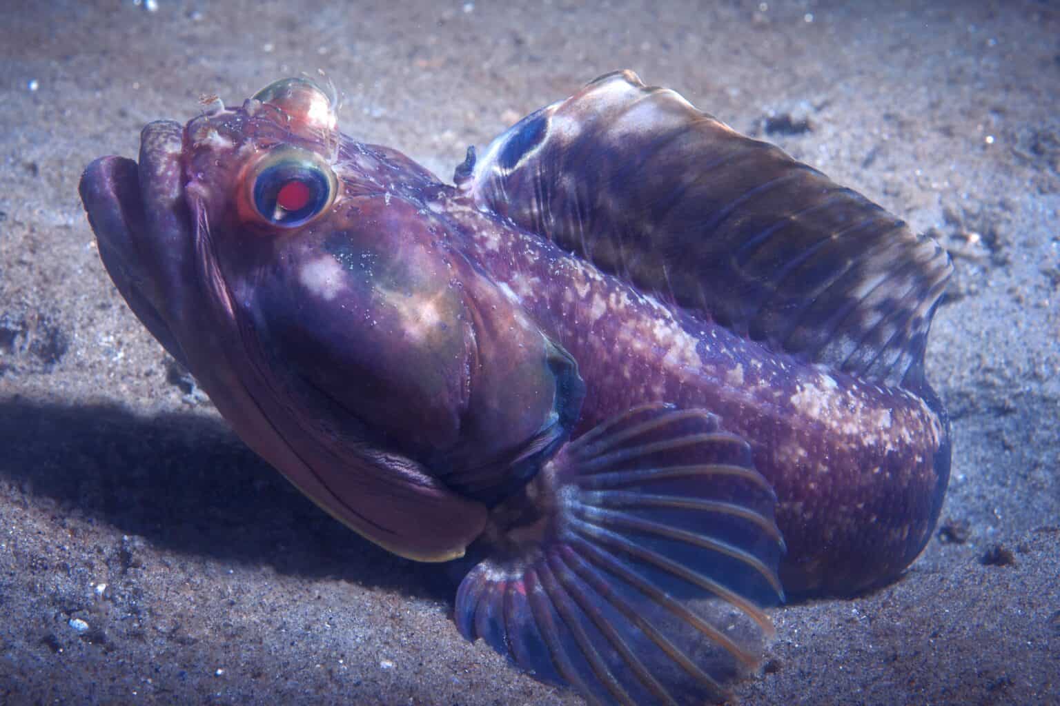 18 Popular Fish With Big Lips